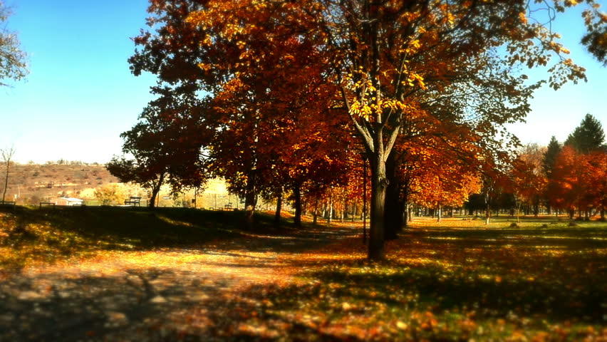 Bright Autumn Trees Sunshine Sunshine Autumn Park Red Trees Afternoon ...