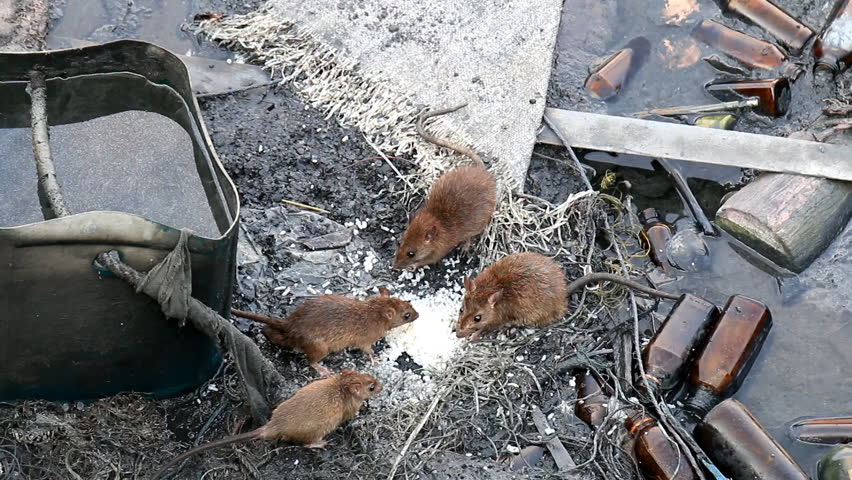 Mother Pack Rat Foot Stomping Stock Footage Video 5733311 | Shutterstock