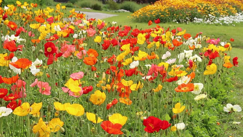Colorful Poppy and Flowers Field Stock Footage Video (100% Royalty-free ...