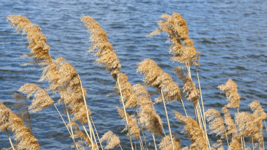 Wind Blowing in the Reed. Stock Footage Video (100% Royalty-free ...