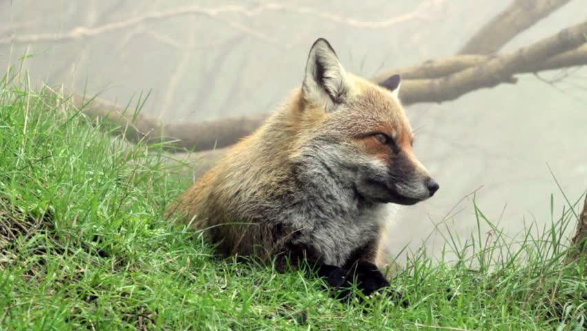 A Red Fox image - Free stock photo - Public Domain photo - CC0 Images