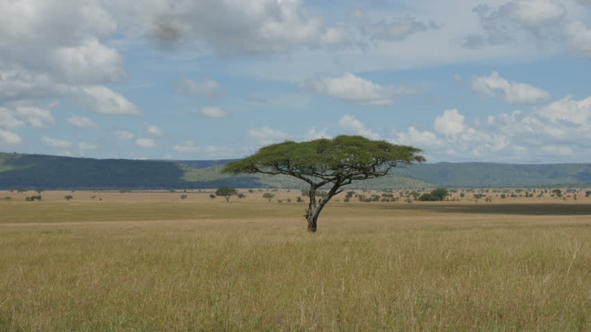 Large Acacia Tree in the Stock Footage Video (100% Royalty-free ...