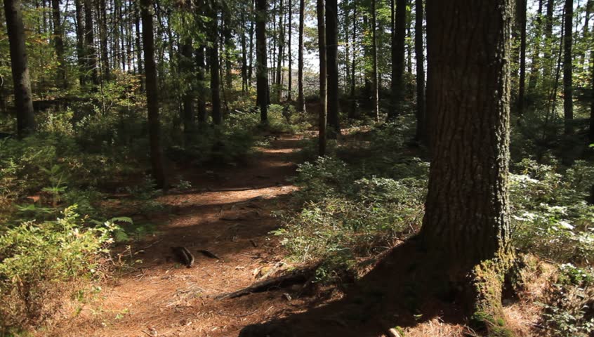 Stones In Forest Pokaini. Magic Mystery Forest In Latvia, Mysterious ...