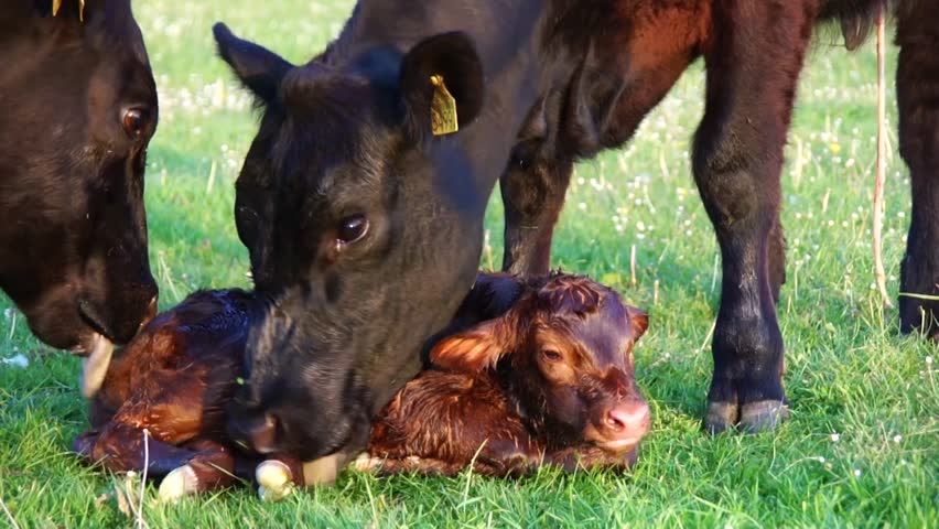 New Born Calf Close Up Low Angle Cute Cow Minutes After Birth Mother ...