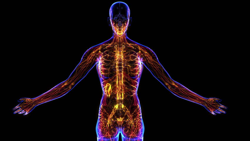 All Human Body Systems. Transition Body - Lymphatic System - Body. Loop ...