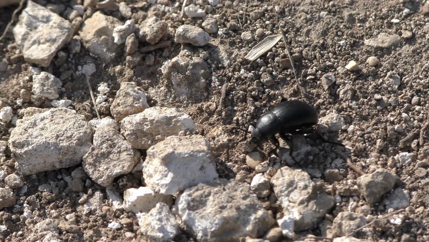Black Beetle Crawling On the Stock Footage Video (100% Royalty-free ...