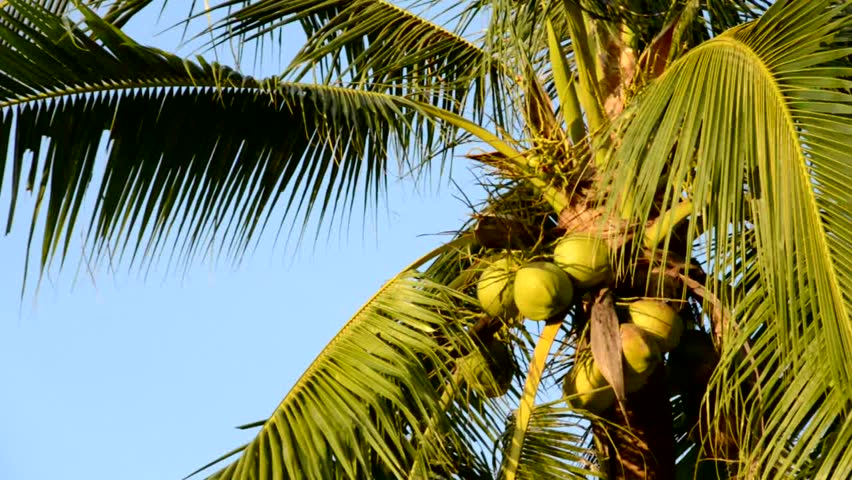 Plumeria (common Name Frangipani) Flowers - Typical Hawaiian Tropical ...
