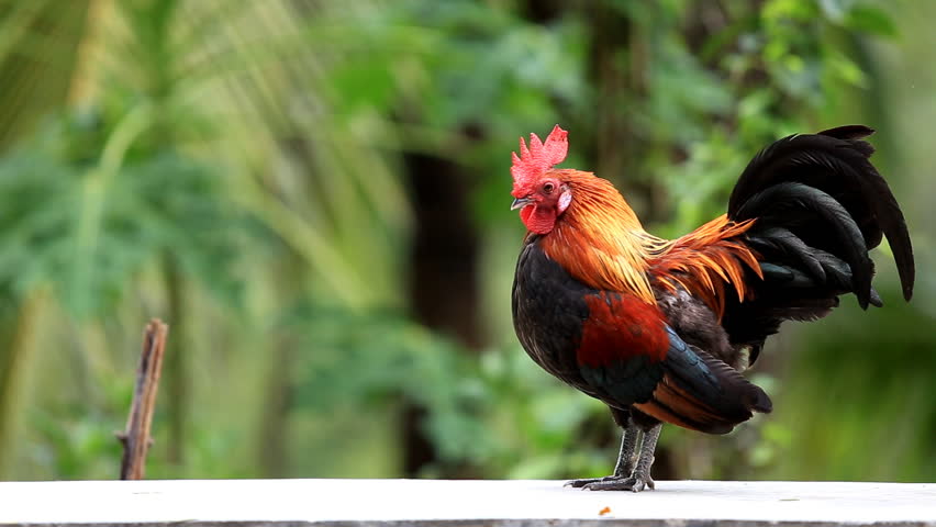 Red Junglefowl, Beautiful Chicken In The Nature Of Thailand Stock ...