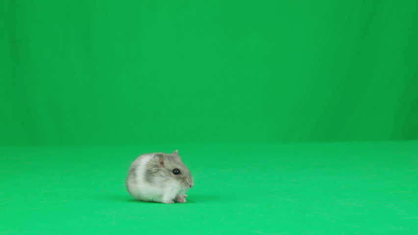 Hamster Stock Footage Video | Shutterstock