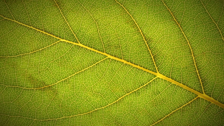 Stock video of timelapse of a leaf dying | 1692115 | Shutterstock