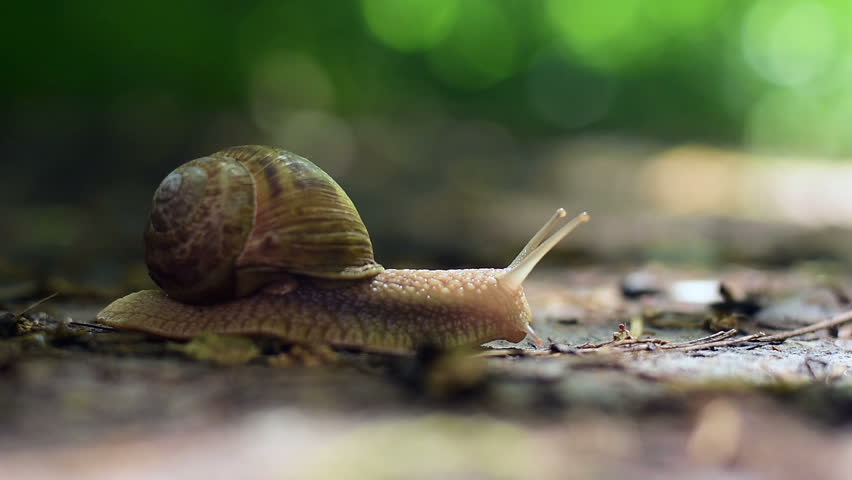 Slug Invasion online schauen und streamen mit deutschen Untertiteln in ...