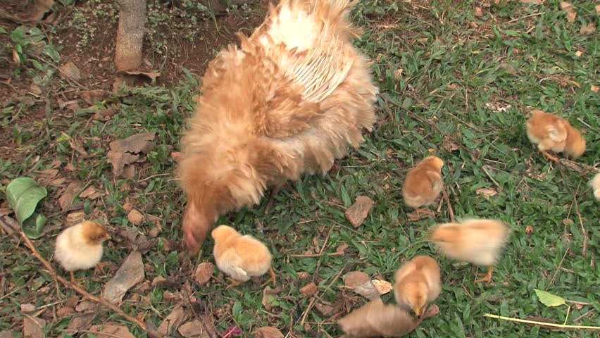 Mother Hen and Baby Chickens Stock Footage Video (100% Royalty-free ...