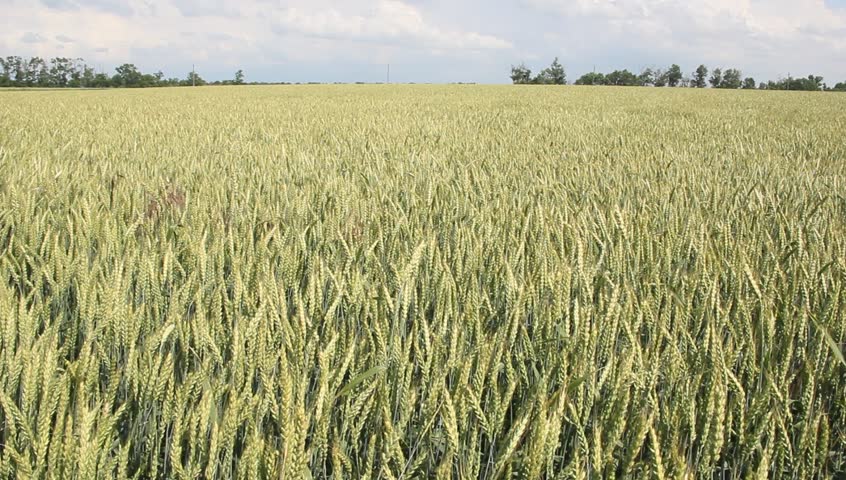 Field Of Hay In Alberta Blowing In The Wind Stock Footage Video 4235372 ...