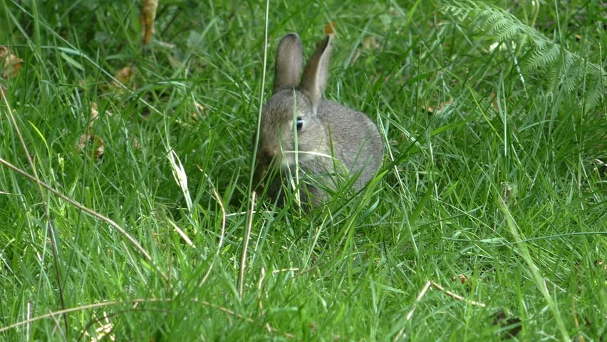 Little Wild Rabbit Eating Grass Stock Footage Video (100% Royalty-free ...