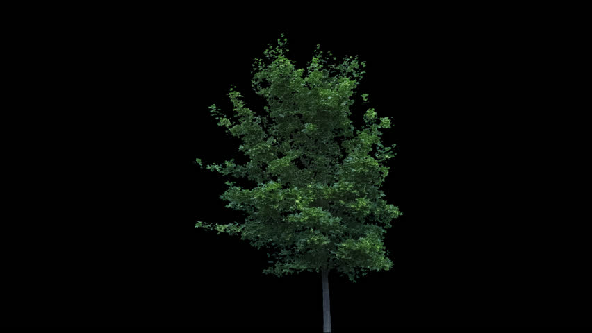 Animation Bush, Leaves Rustling In The Wind, With An Alpha Channel ...