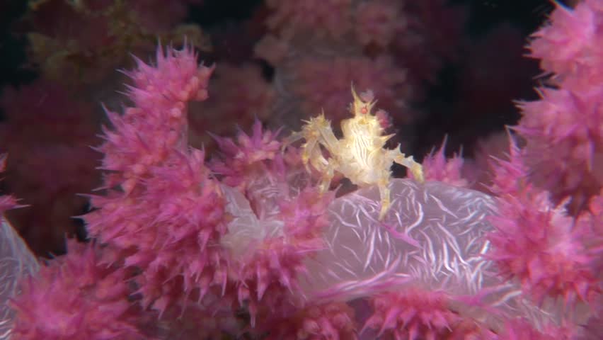 Candy Crab On Soft Coral Stock Footage Video (100% Royalty-free ...