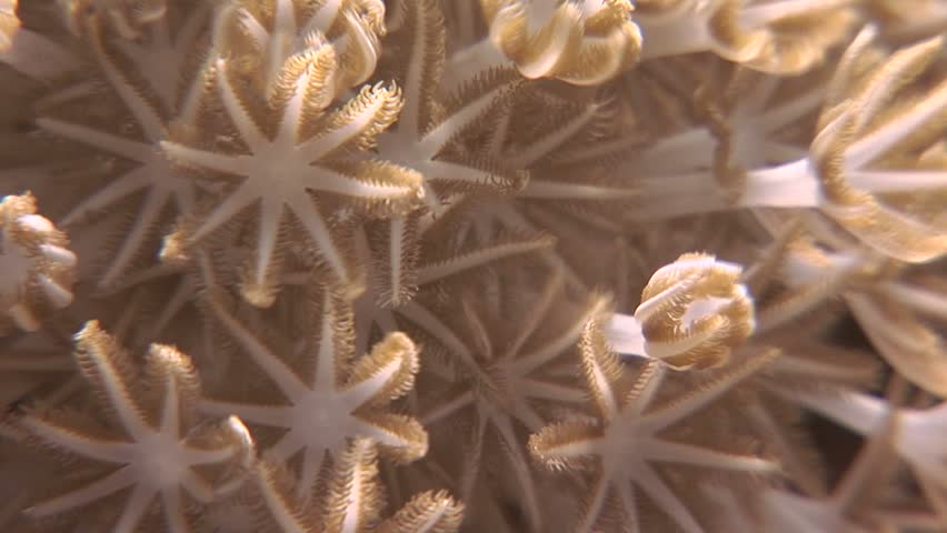 Xenia Coral. Waving Hand Corals, Pulse Corals, Close Up, WAKATOBI ...