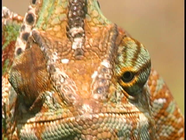 Chameleon Eyes Stock Footage Video (100% Royalty-free) 1786445 ...