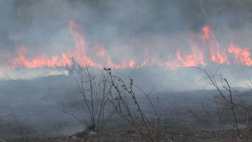 Wildfire Raging In South African Savanna Stock Footage Video 1787465 ...