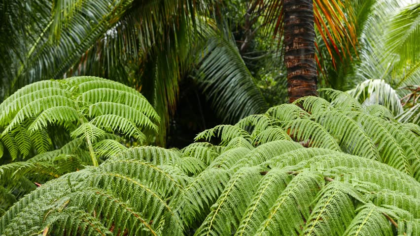Plants With Ridged Leaves On The Rainforest Floor, Ecuador Stock ...