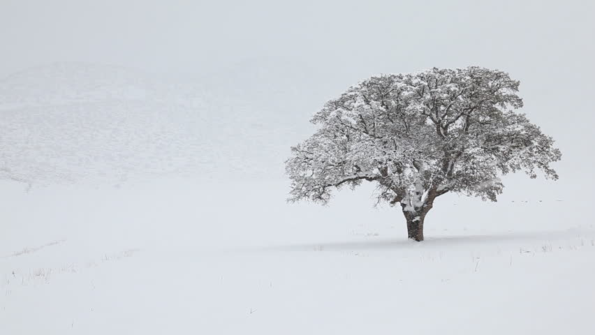 Snowy Trees in the winter landscape image - Free stock photo - Public ...