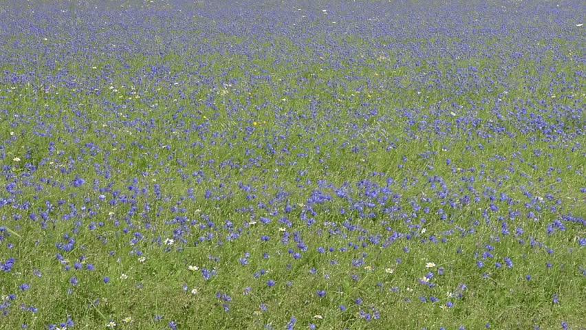 Flax Cultivation (Linum Usitatissimum) - Full Screen. Flax Is A Food ...