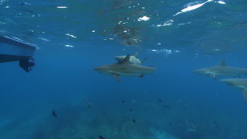 Caribbean Reef Sharks Feeding Stock Footage Video (100% Royalty-free ...