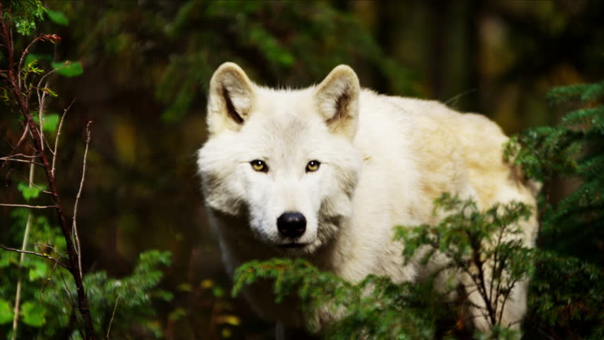 Wolf Stock Footage Video | Shutterstock