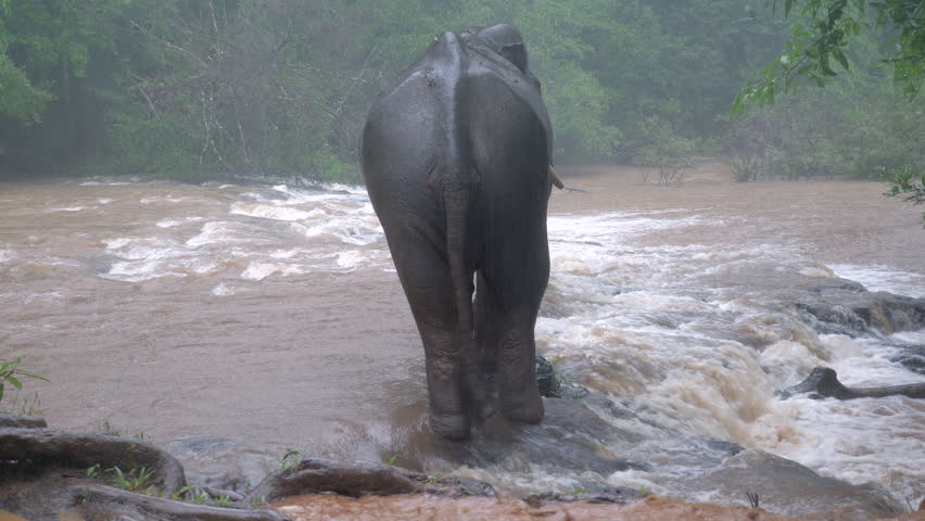 Back View of an Elephant Stock Footage Video (100% Royalty-free ...