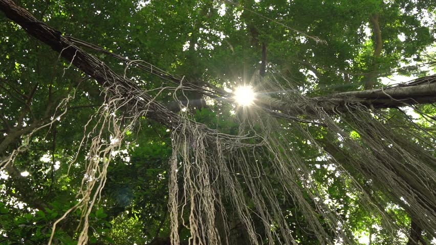Sunlight Flicker Through Tall Tree Crown, Rainforest Hanging Roots ...