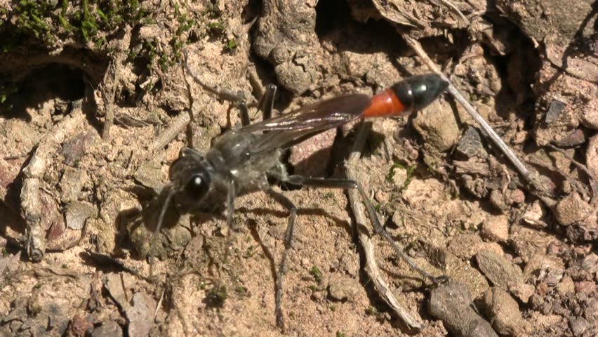 Sand Digger Wasp (ammophila Sabulosa) Stock Footage Video (100% Royalty ...