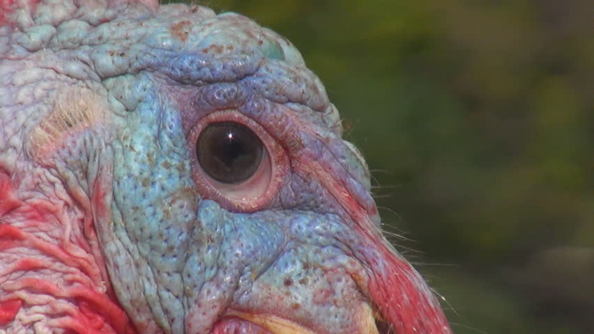 Closeup of Turkey Hen Red Stock Footage Video (100% Royalty-free ...