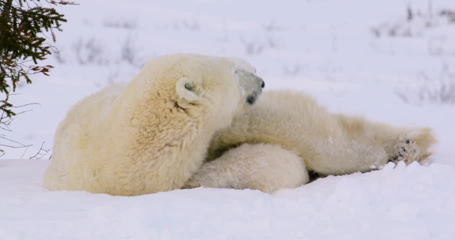 Polar Bears Snow Covered Wildlife Park Ranua Finland Northern ...
