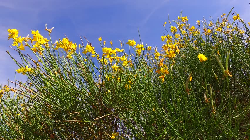 A Lot Of Yellow Flowers, Meadow Flowers, Green Blades, Plants Are ...