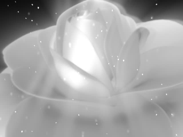 Rotating Rose Stock Footage Video (100% Royalty-free) 1900795 ...