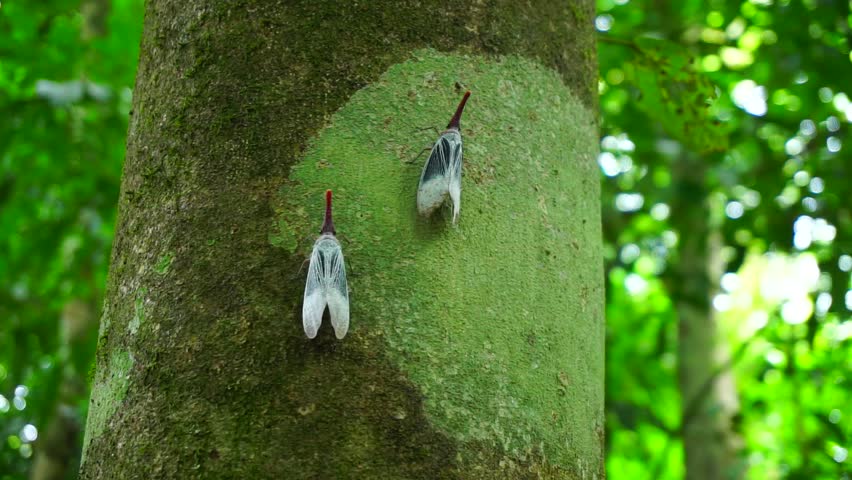 Lantern Bug Stock Footage Video 19034953 | Shutterstock