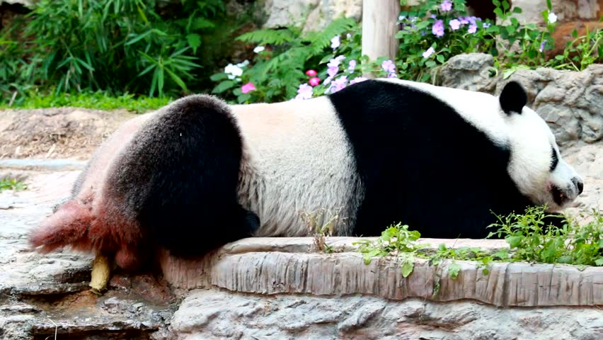 Panda Defecate In Chiangmai Thailand Stock Footage Video 19120120 ...
