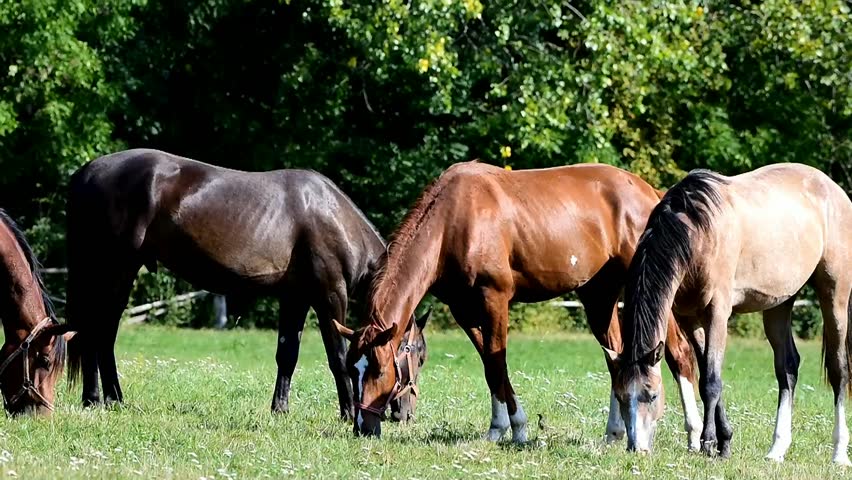 Beautiful Purebred Horses Stock Footage Video (100% Royalty-free ...