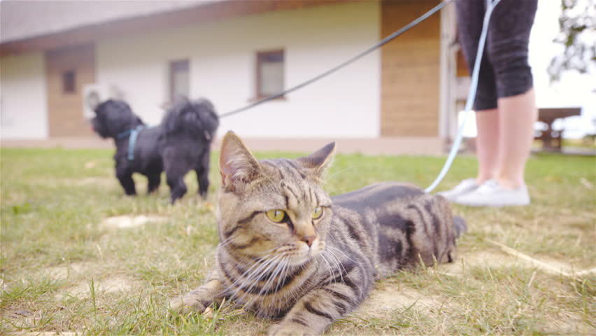 Cat Not Interested Walking Around Stock Footage Video (100% Royalty ...