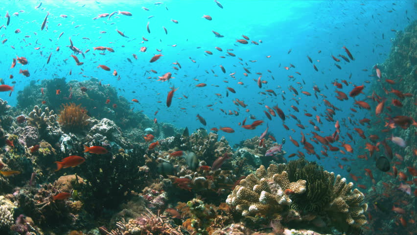 Underwater Landscape Of Coral Reef. Amazing, Beautiful Underwater ...