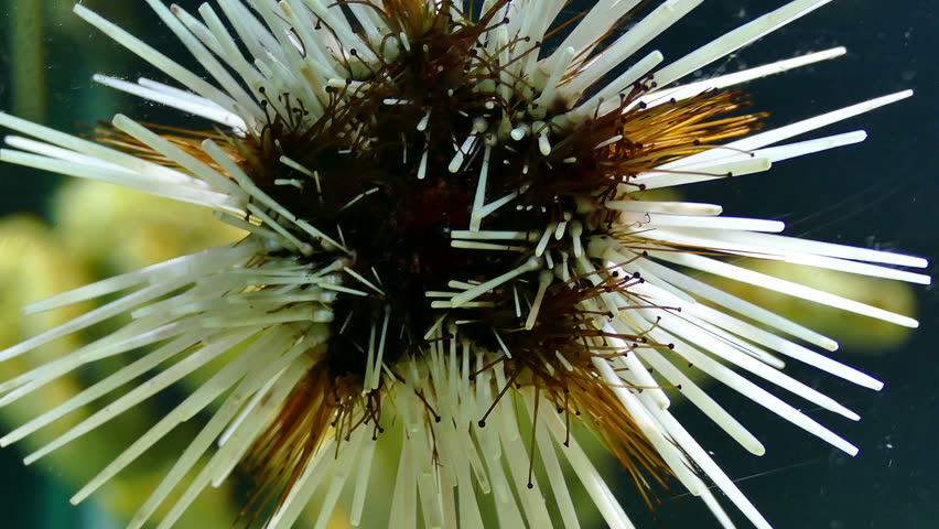 Reef Urchin, Echinometra Viridis, Close-up Video Underwater On The ...