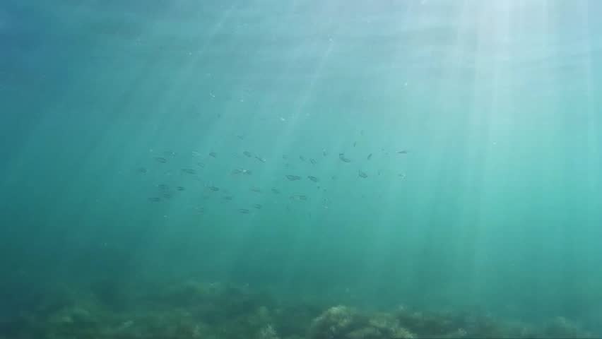 Relaxing Tropical Underwater Scene With Rays Of Light Through Waves ...
