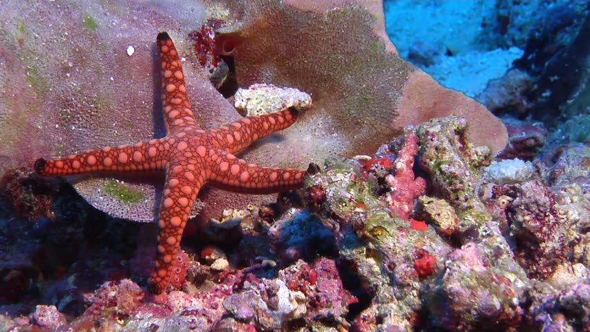 Time Lapse Of An Ochre Sea Star, Pisaster Ochraceus Moving Across A ...
