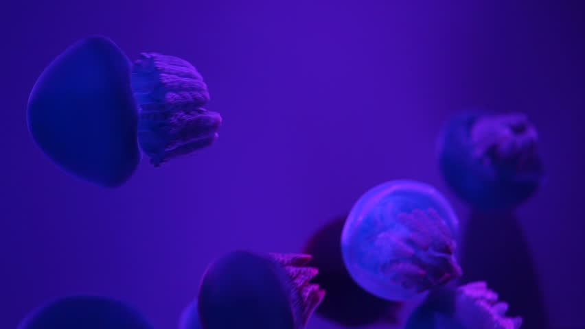 Jelly Blubber (catostylus Mosaicus) or Stock Footage Video (100% ...