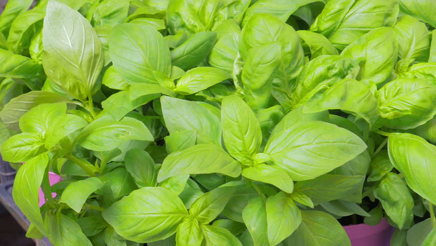 Video de stock de fresh basil seedlings in a vegetable | 20162815 ...