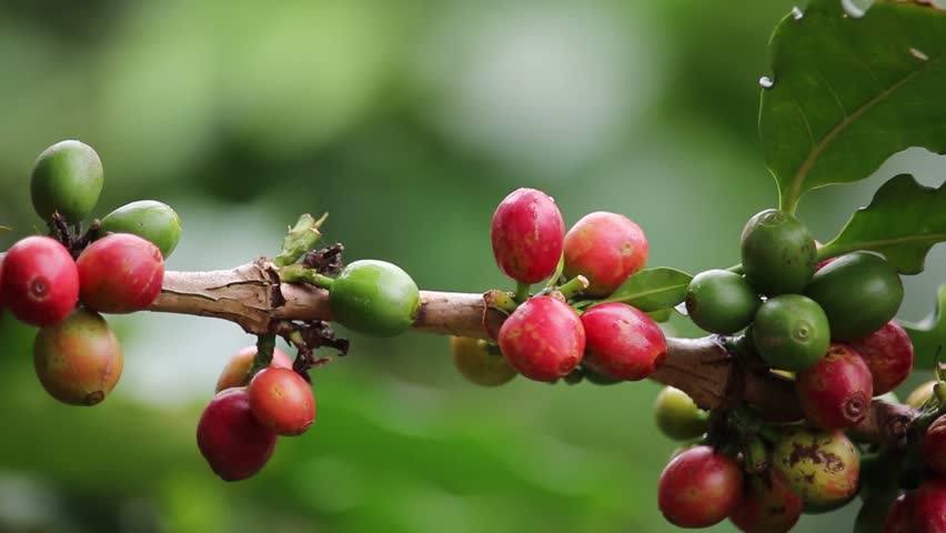 Red Coffee Beans ready for harvest image - Free stock photo - Public ...