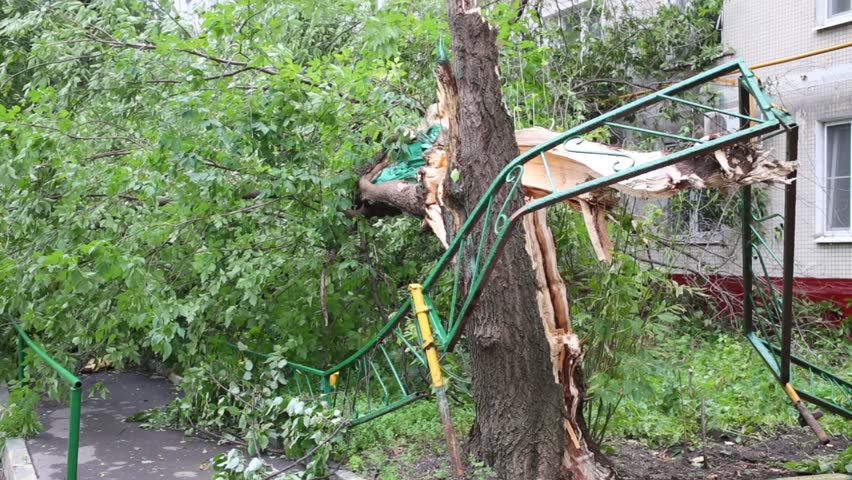 Broken Tree with Snapped Off Stock Footage Video (100% Royalty-free ...