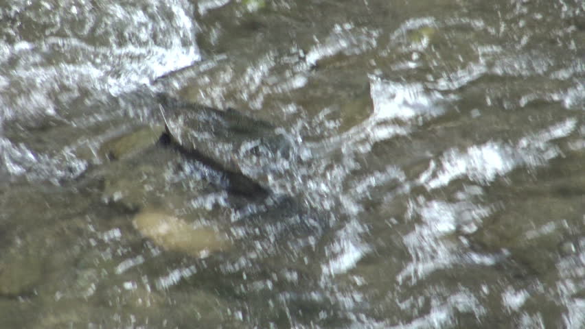 Salmon Swimming Against the Current Stock Footage Video (100% Royalty ...
