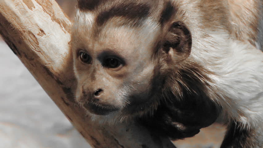 Expressive Lips Of An Orangutan Male, Great Ape With Amazing Cheeks ...