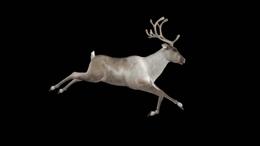 Reindeer - 05 - Run Loop - Side View - Alpha Channel - Realistic 3D ...